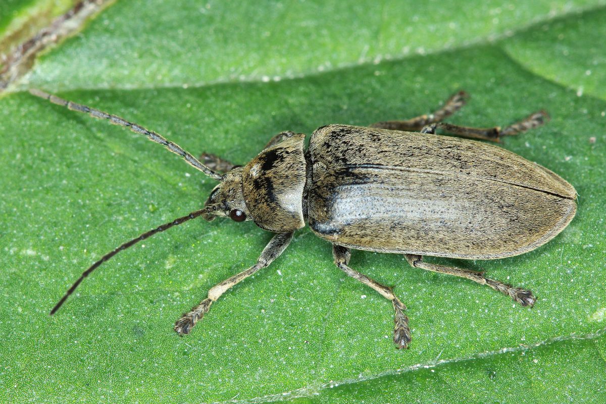 Dascillidae - Wiesenkäfer - HolzCol